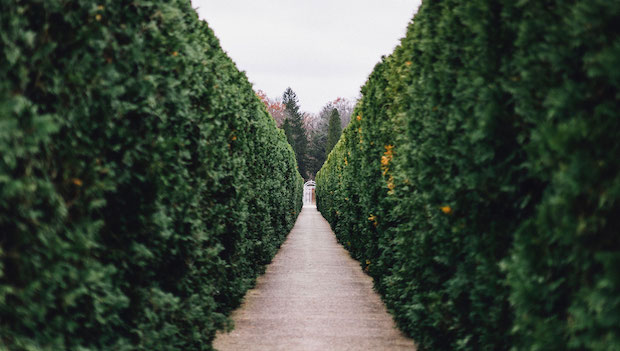 Quality Hedge Cutting in Kent and Chatham | Competitive Prices