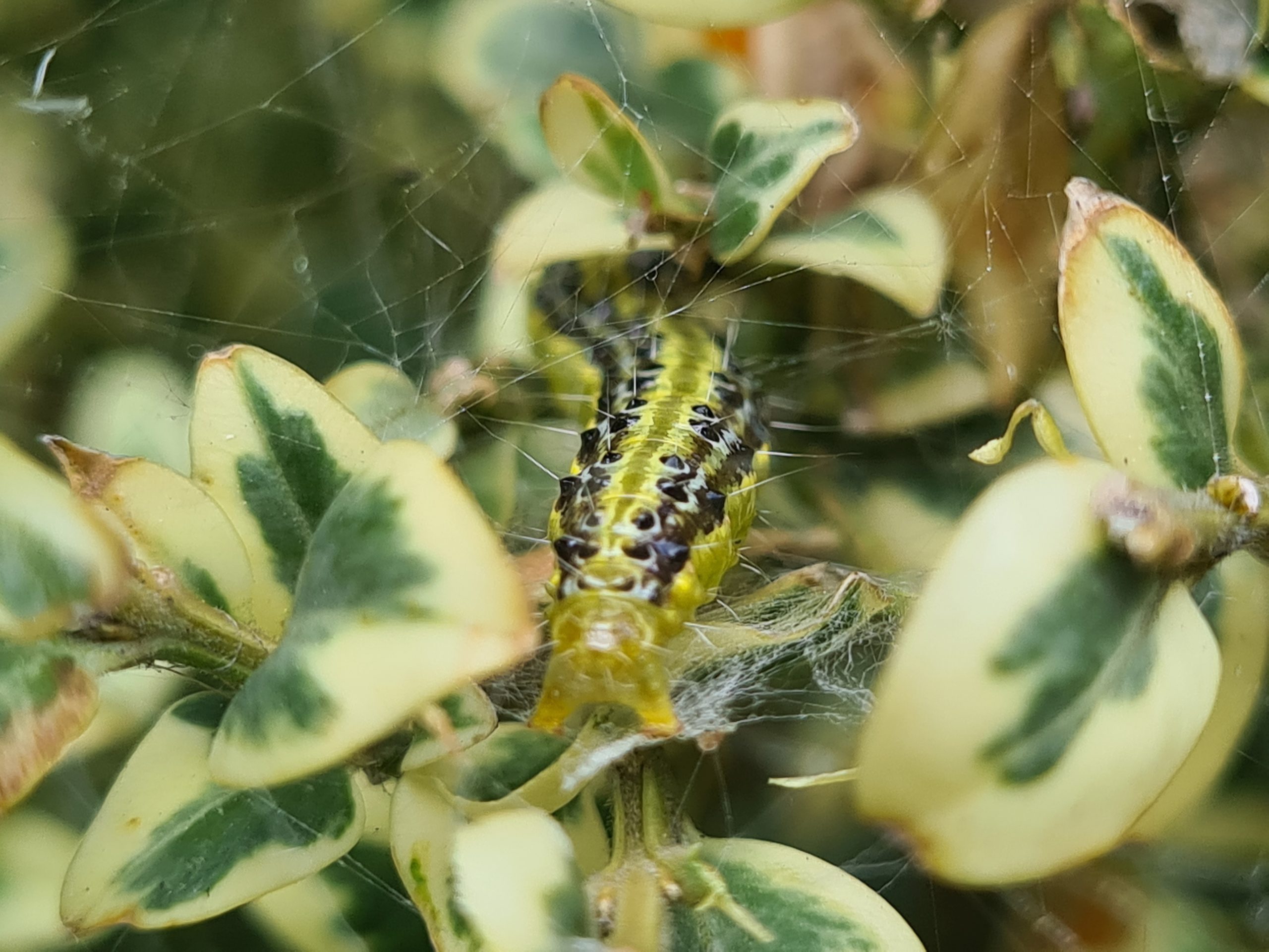 Identifying and dealing with boxwood caterpillar - Gardeners 4 All Seasons
