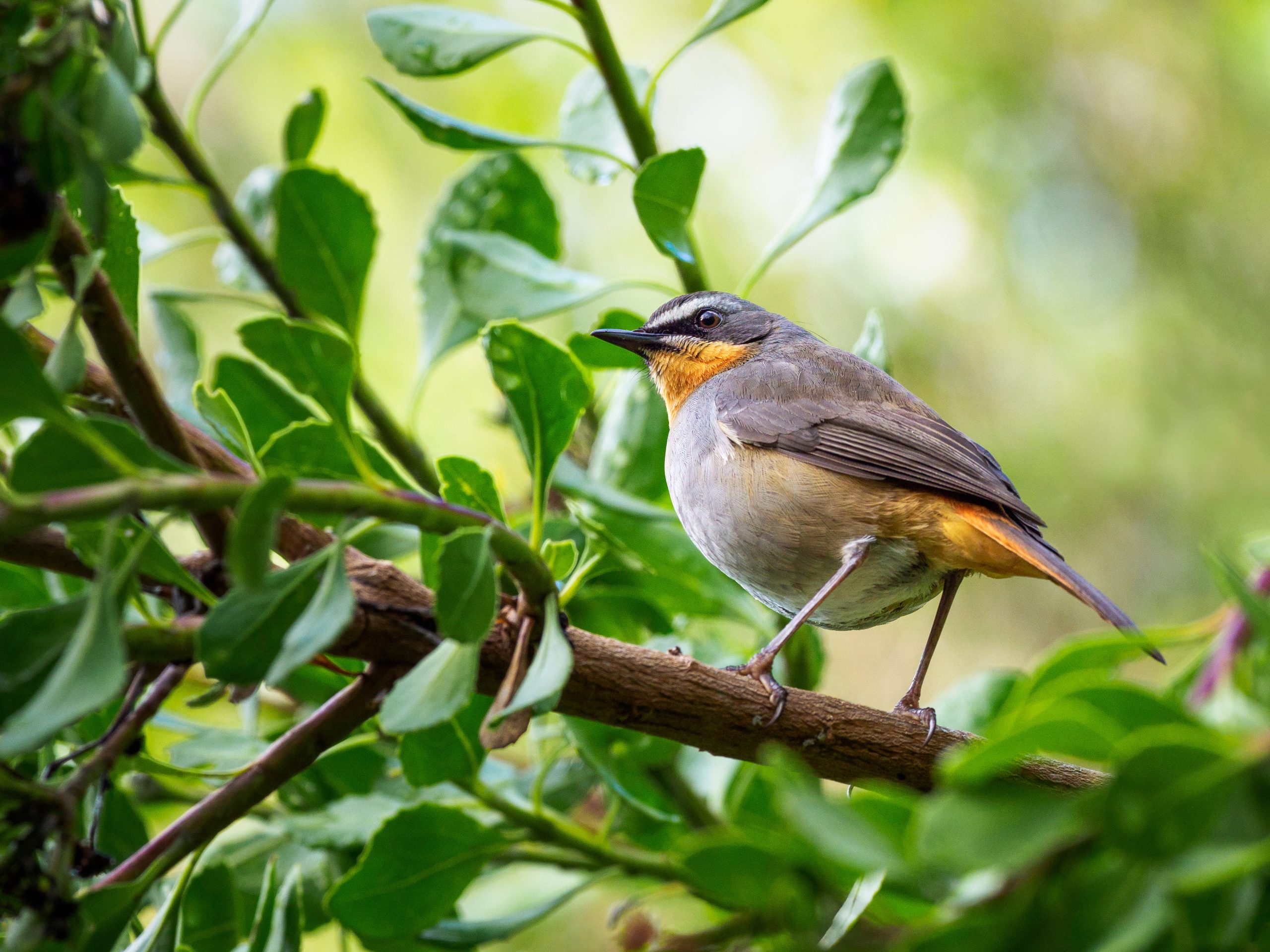 Hedges for Wildlife | Wildlife-Friendly Hedge Care