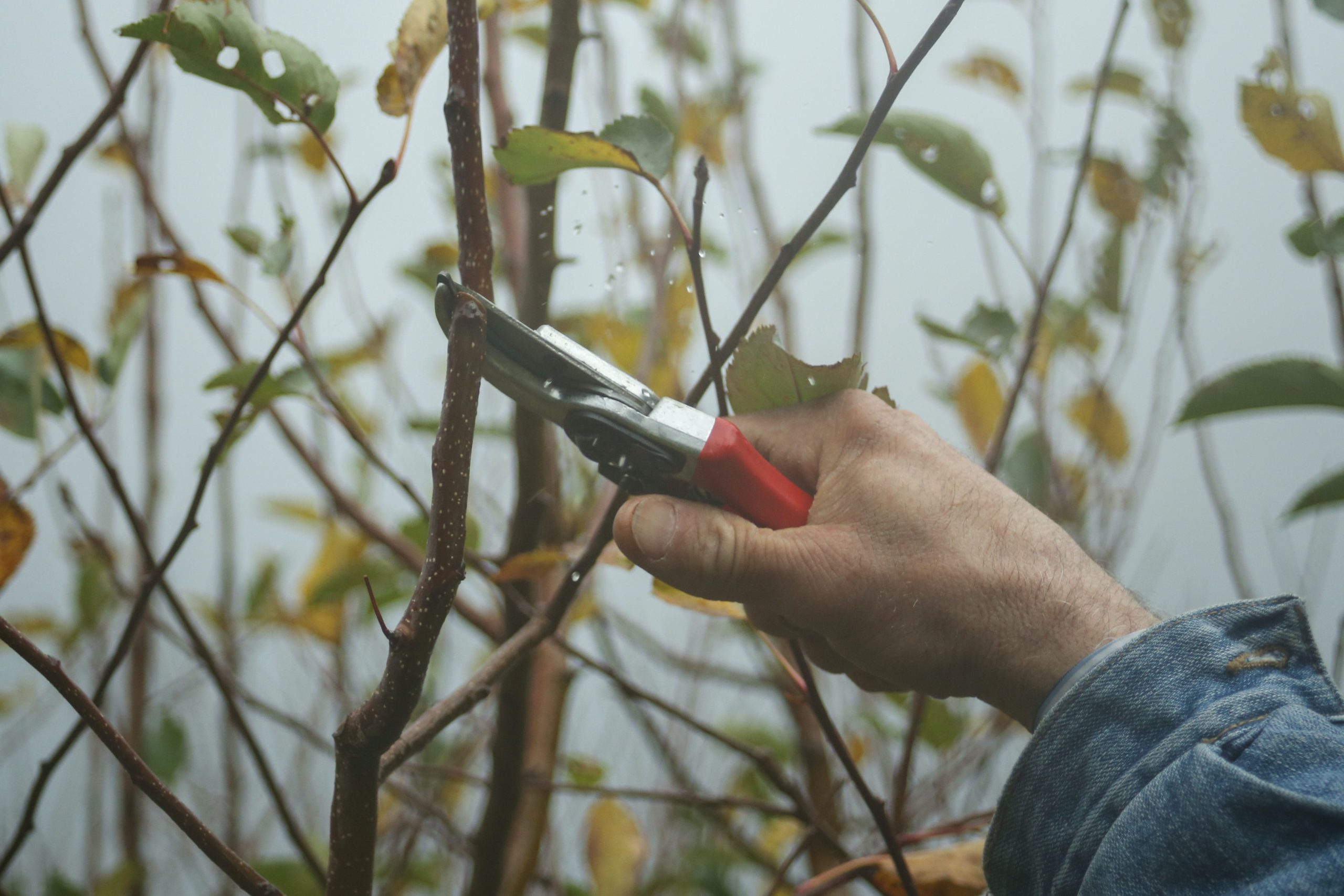 The Dos and Don’ts of Pruning - Gardeners 4 All Seasons