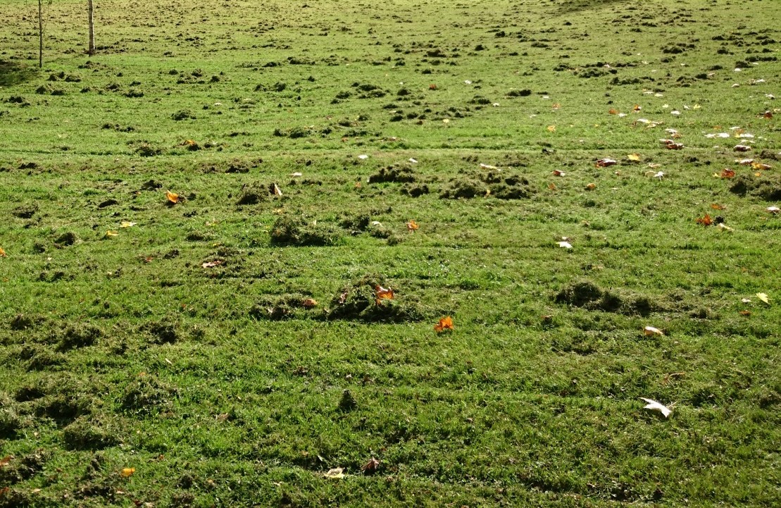 Lawn Care in Kent and Chatham | Professional Mowing, Fertilization, and ...