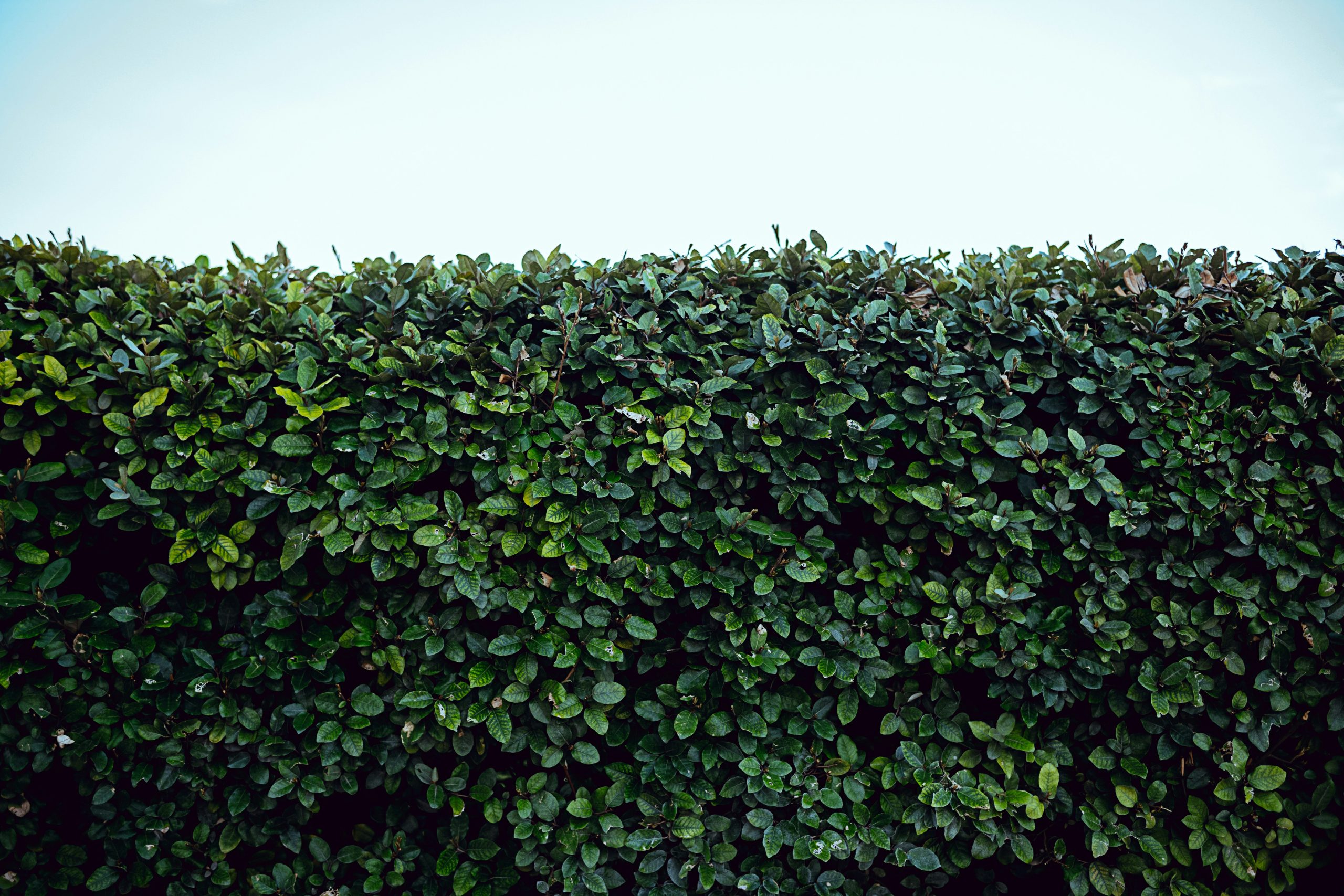 The Best Hedges for Your Garden: A Comprehensive Guide
